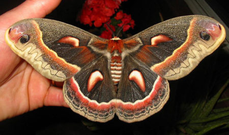 Cecropia Moth – Fishers Island Conservancy