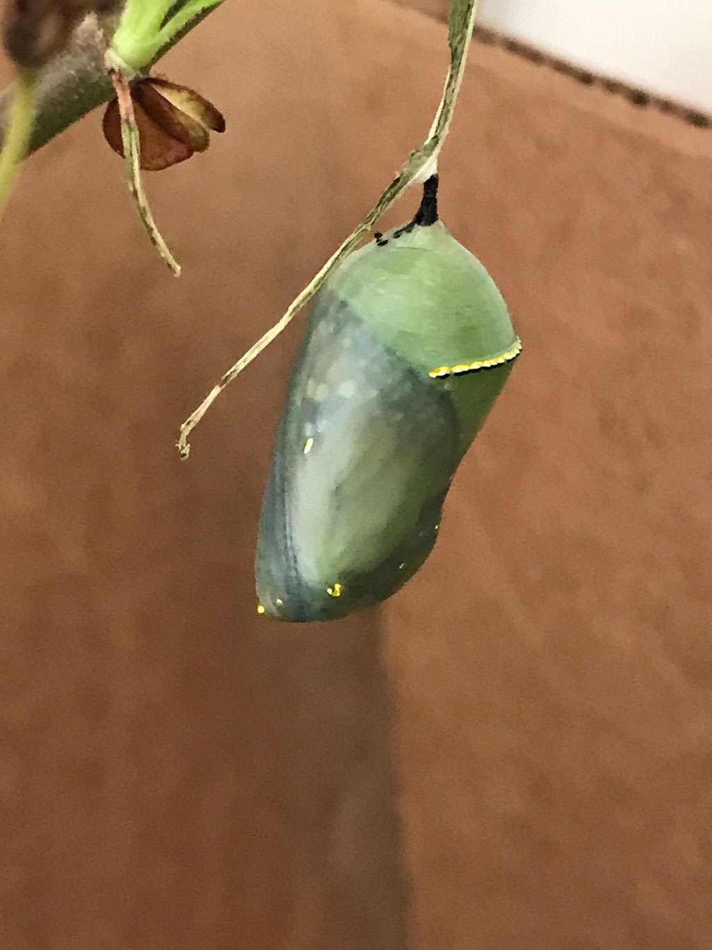 Kristen’s Chrysalis – Fishers Island Conservancy