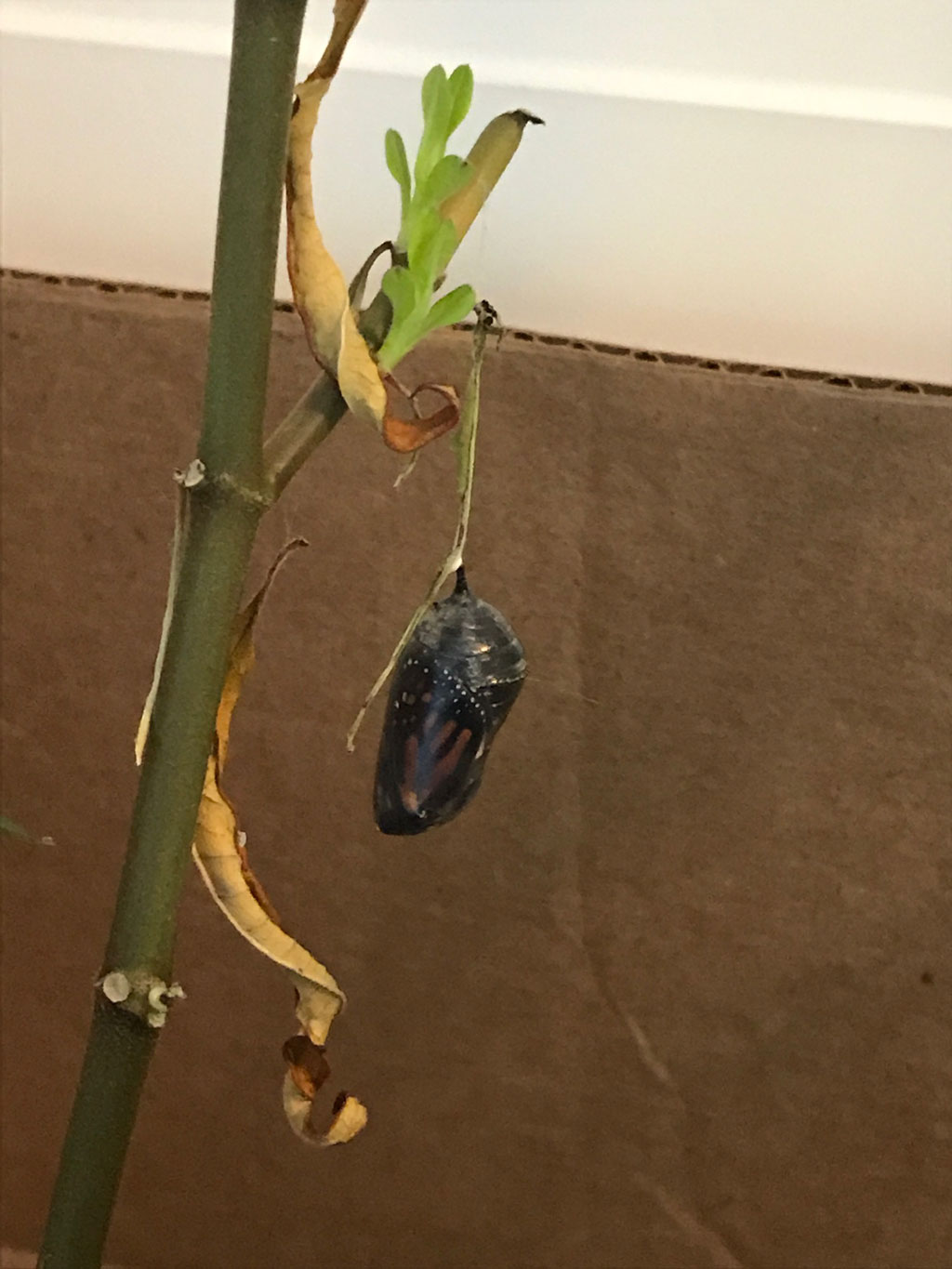 Kristen’s Chrysalis – Fishers Island Conservancy