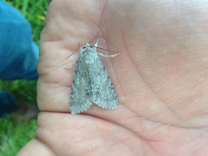 American Dagger Moth – Fishers Island Conservancy